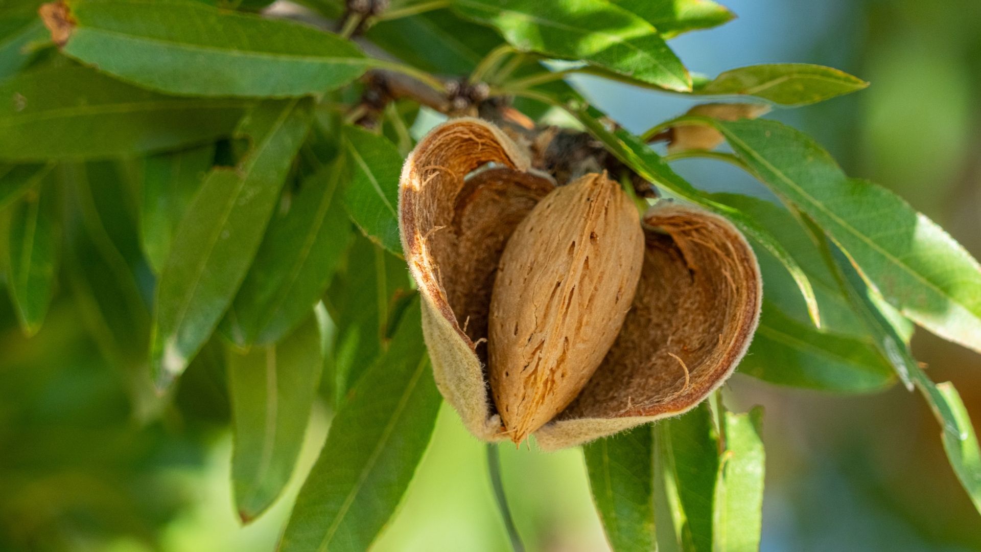 Almond Production and Investment - Konsept Tarim