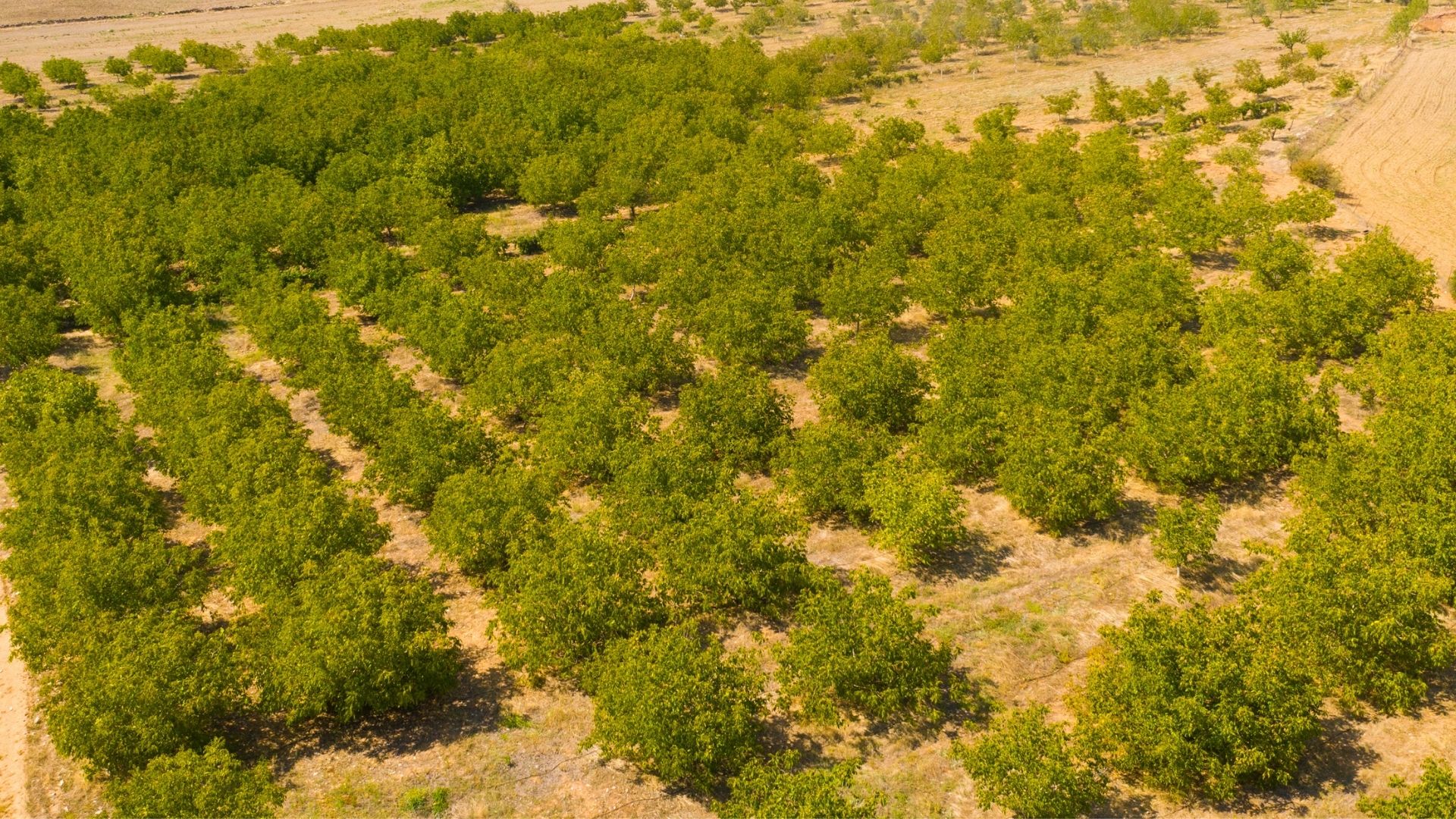 Walnut Production and Investment - Konsept Tarim